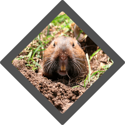 Top Rated Gopher Control Services At Gopher Guy Arizona