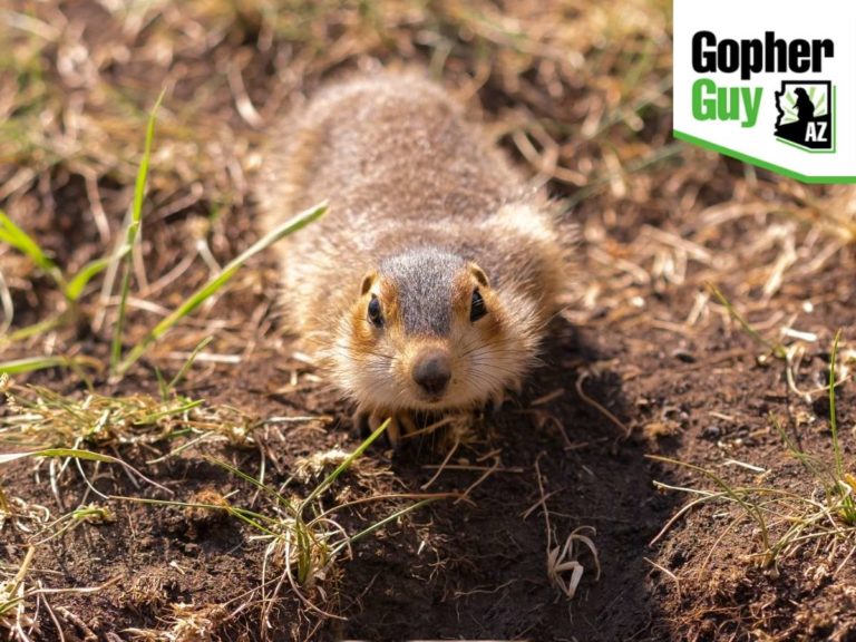 Identify Gopher Damage In Your Yard & Get Rid Of Them