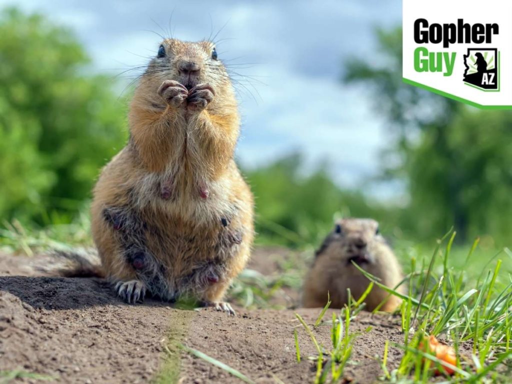 What Are The Most Effective Gopher Traps In Arizona?