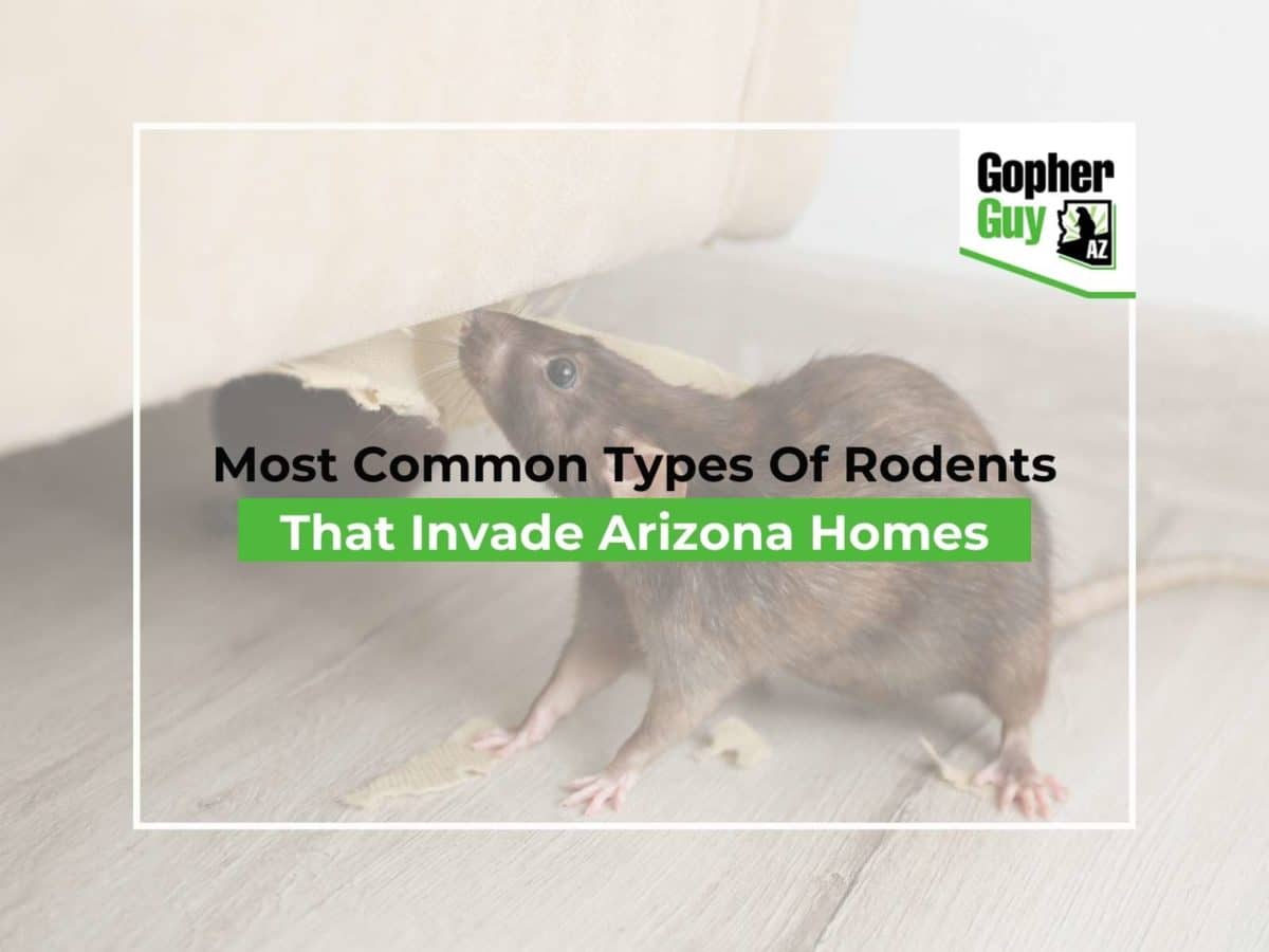 Gopher Information - Gopher Guy