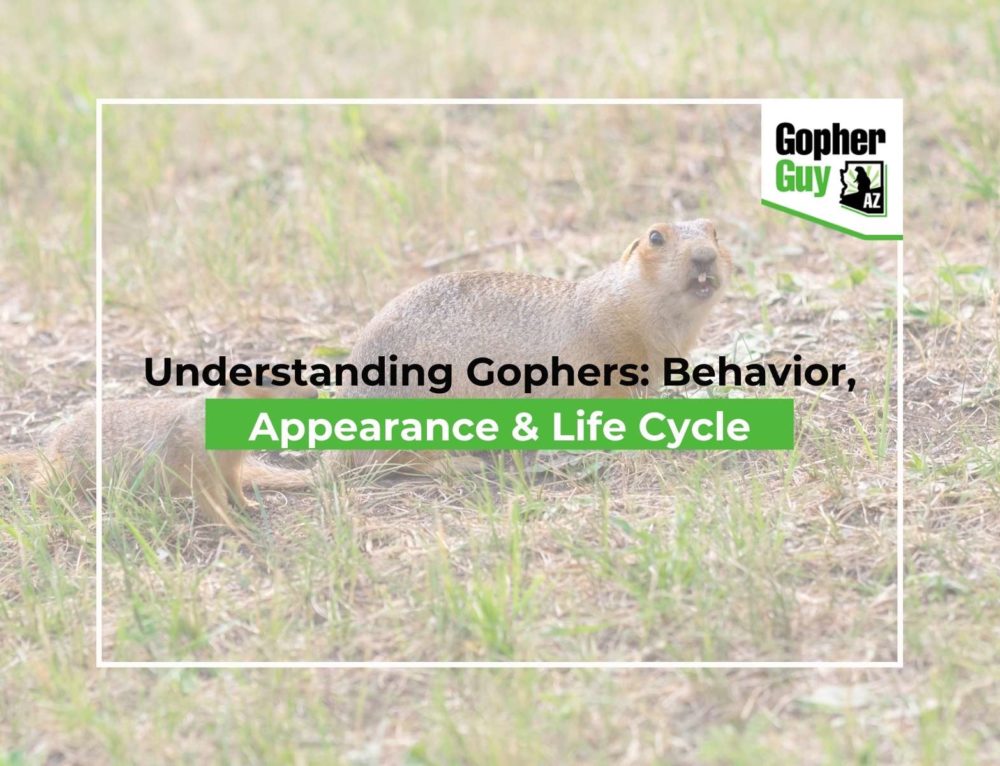 How To Find Gopher Tunnels In Your Yard