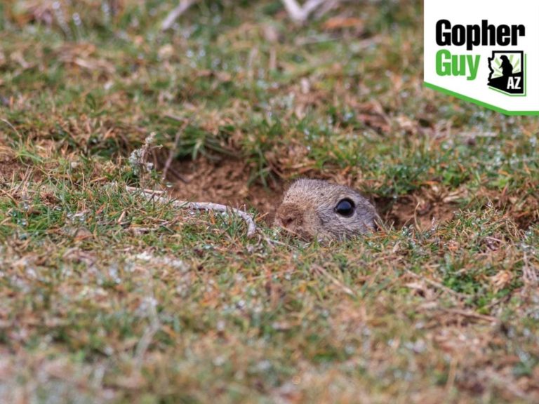 Keep Gophers Out of The Garden: 9 Scents That'll Repel Them