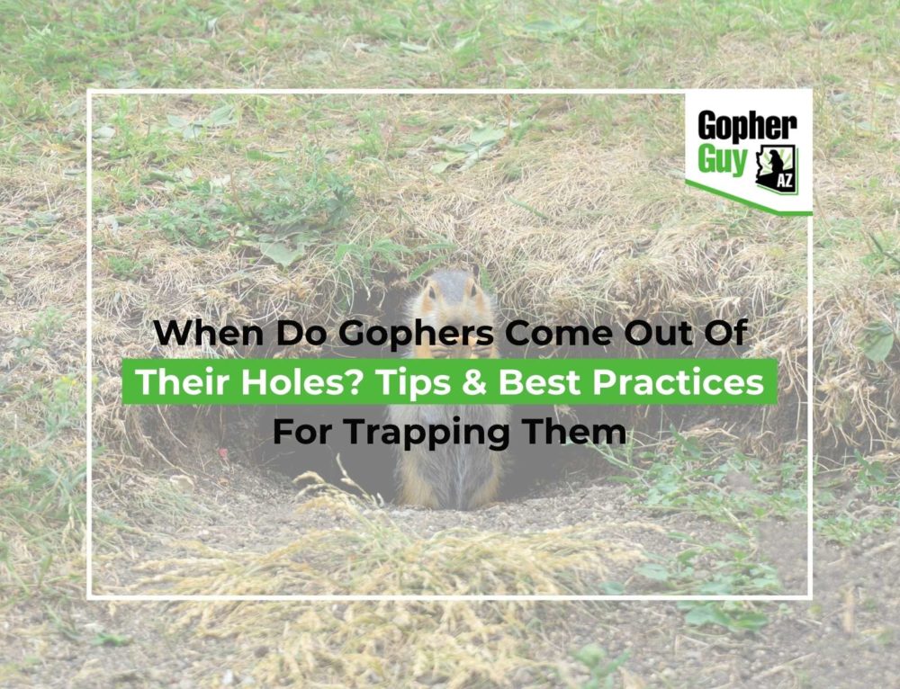 How To Find Gopher Tunnels In Your Yard